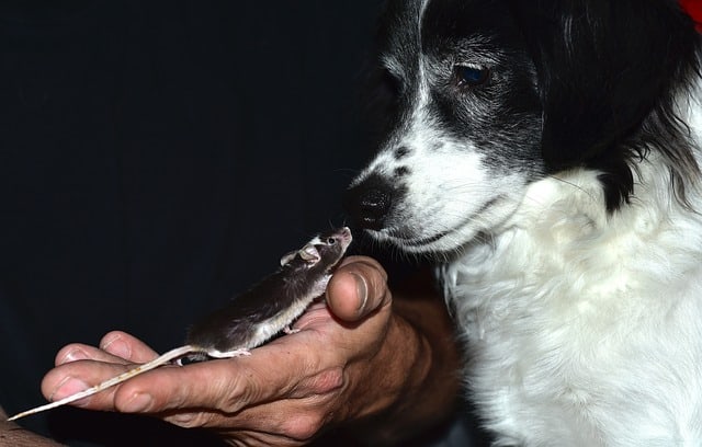 Will a Senior Dog Keep Mice Away? - How Dogs Alert to MICE