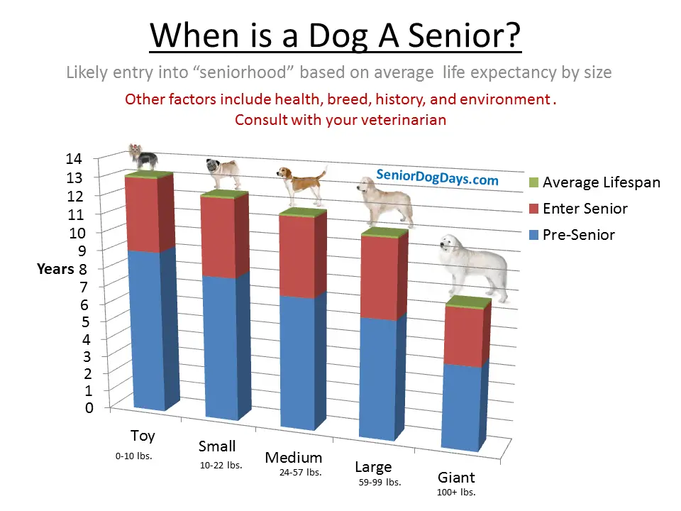 What is Considered Old For a Dog? - Lifespan Chart