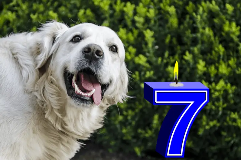 How Active Is 7 Year Old Dog