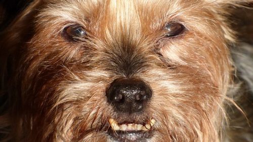Teeth and Mouth -2019 - Senior Dog Days: Healthy Mouth, Long life