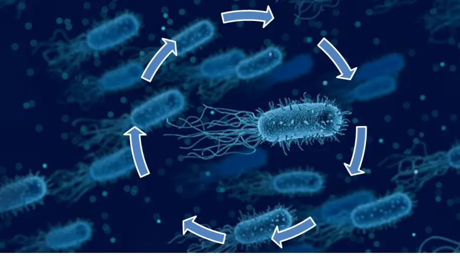 Stages of Parvo Home Guide: From 1st Exposure - To Full Recovery