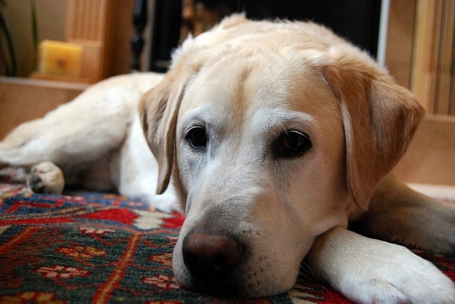How to Help a Dog With Arthritis At Home - 20 Things that Actually Work!