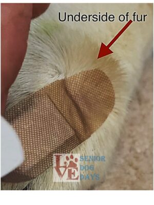 How to Make Bandages Stick to Dog Fur & Not Fall Off (Adhesive Type ...